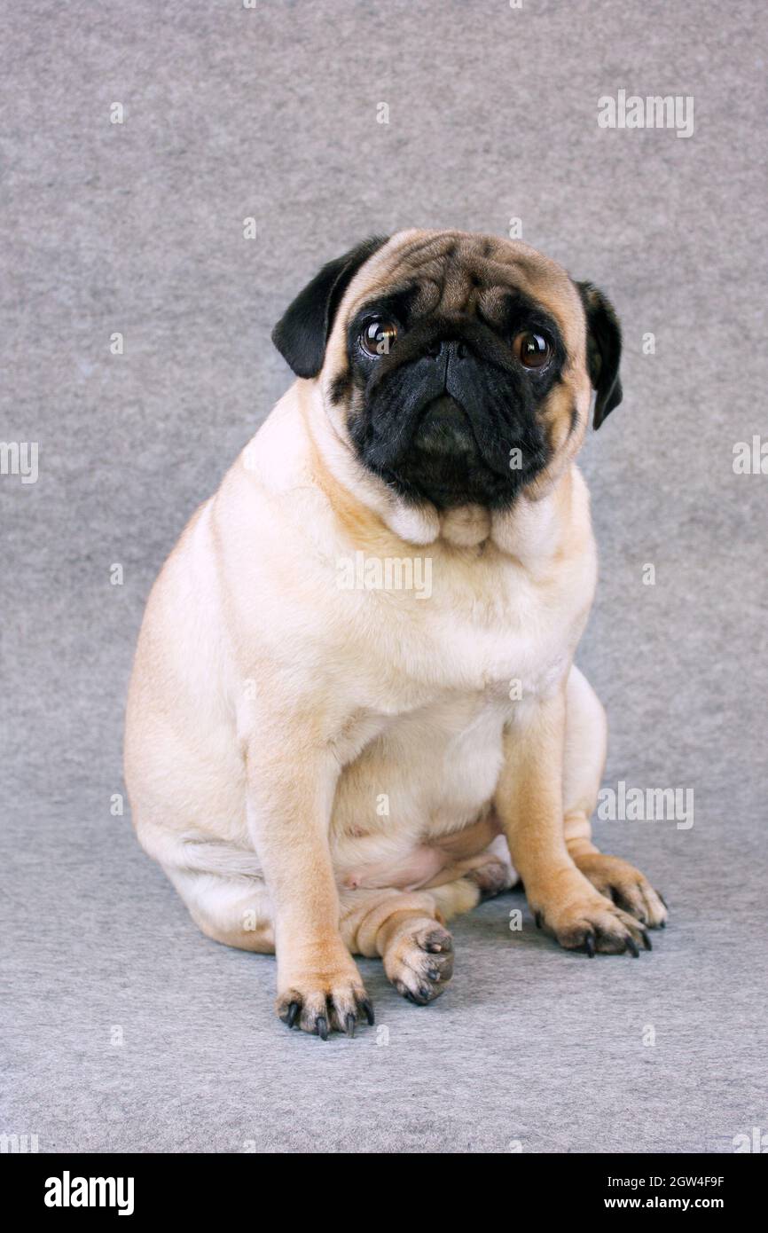 Crying pug dog hi-res stock photography and images - Alamy