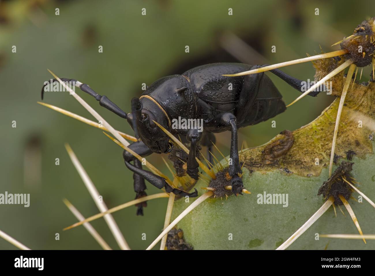 Cactus critters hi-res stock photography and images - Alamy