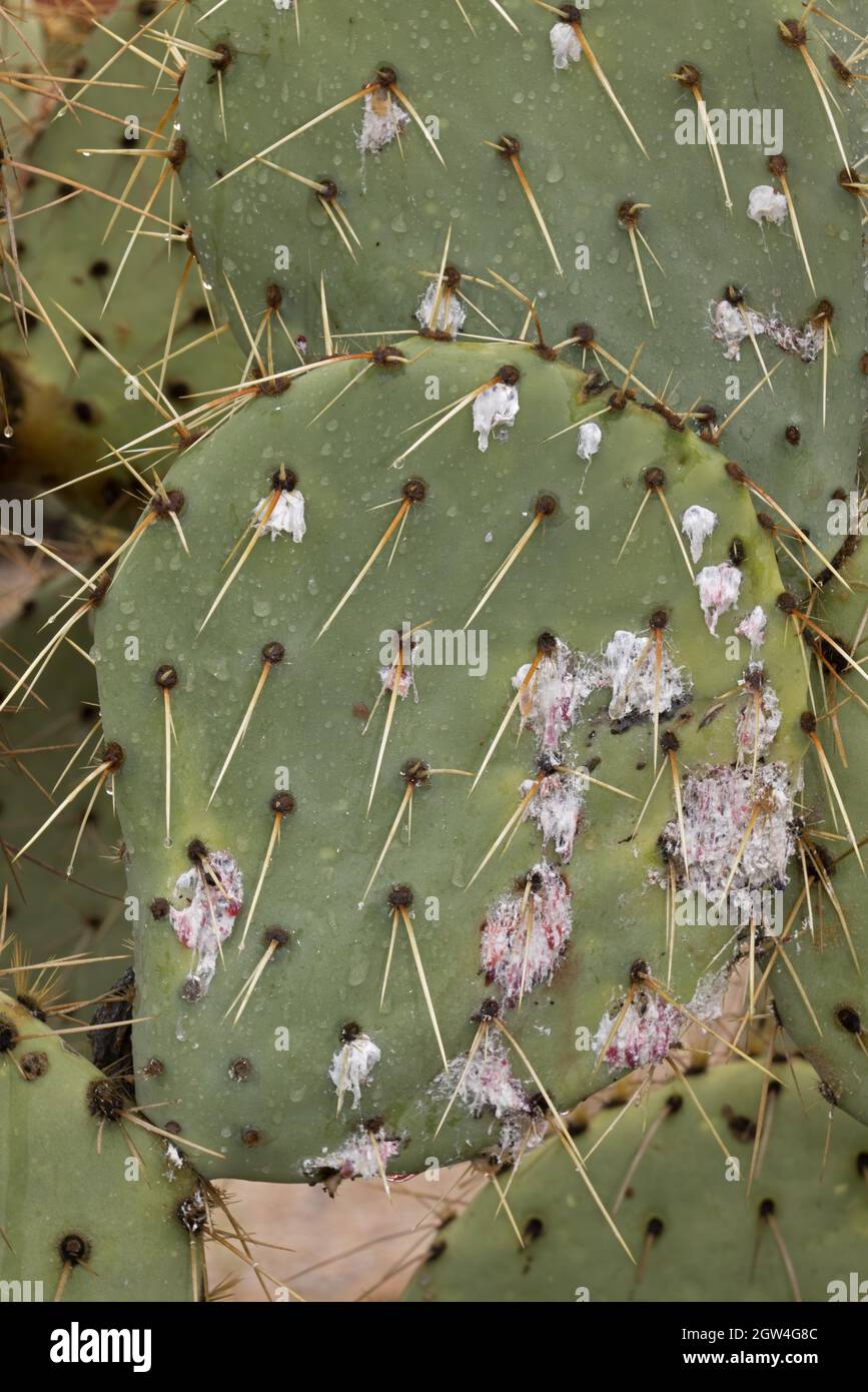 cochineal, Dactylopius spp., is a scale insect in the suborder ...