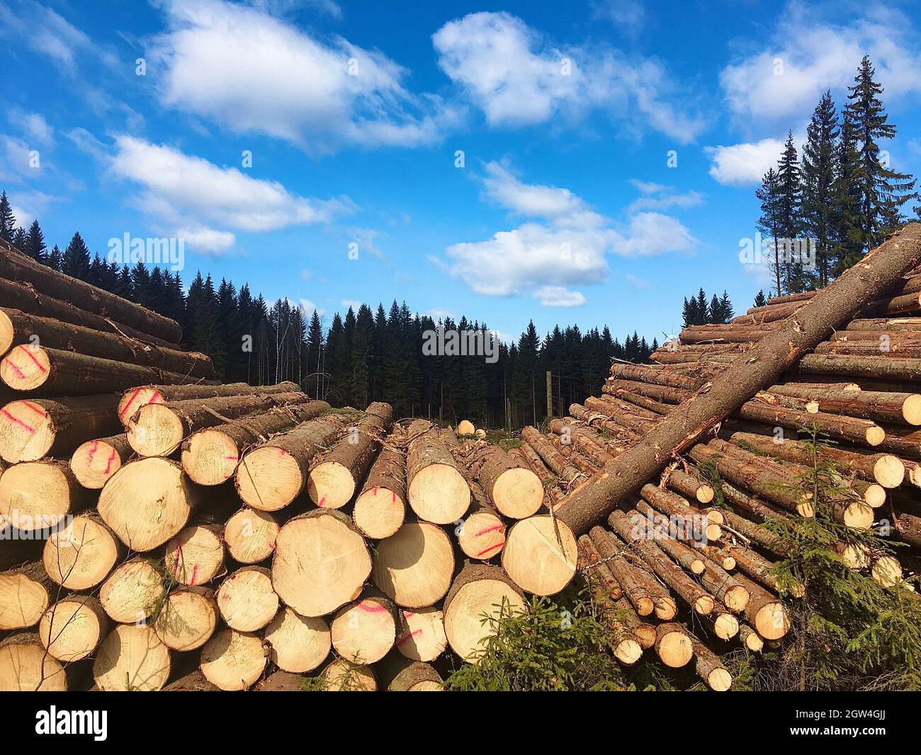 Finland deforestation hi-res stock photography and images - Alamy