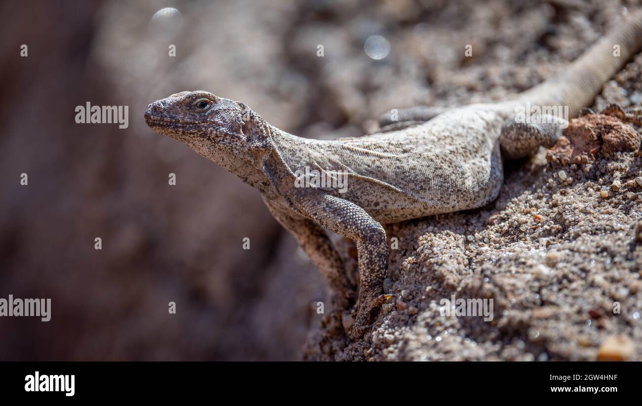 Common Chuckwalla, Marble canyon, Coconino county, Arizona, USA Stock ...