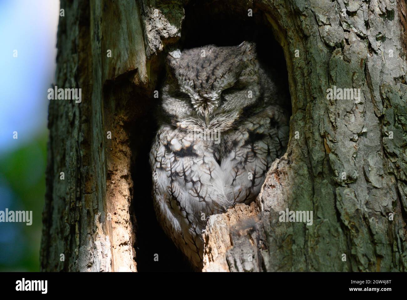 Sleepy owl hi-res stock photography and images - Alamy