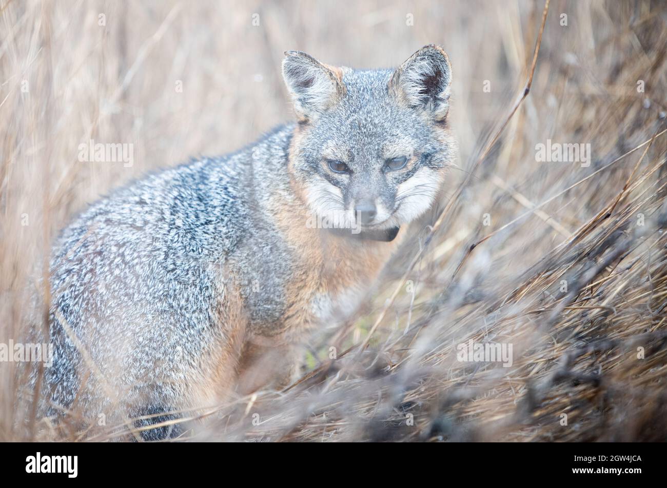 California island fox hi-res stock photography and images - Alamy