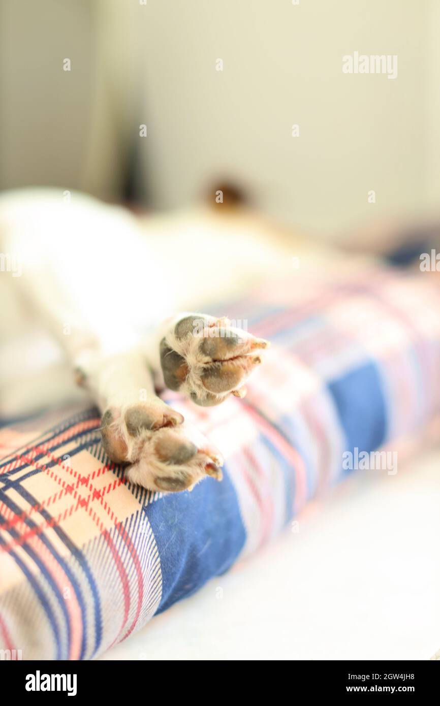Dog Sleeping On Bed Stock Photo - Alamy