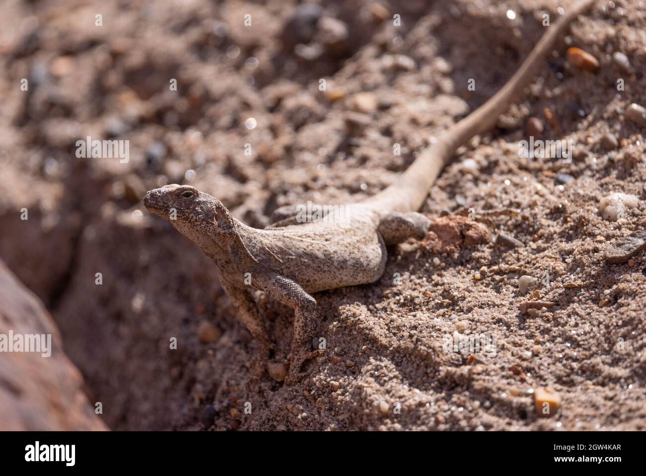 Common Chuckwalla, Marble canyon, Coconino county, Arizona, USA Stock ...