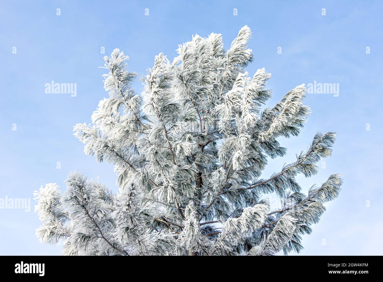 Frost pine tree hi-res stock photography and images - Alamy