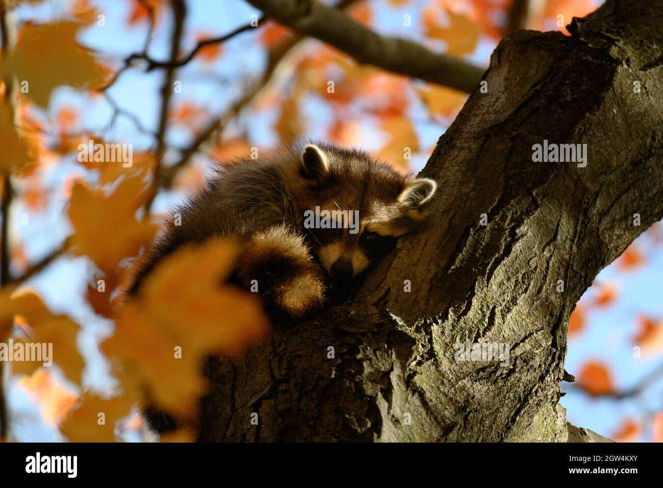 Raccoon tree sleeping hi-res stock photography and images - Alamy