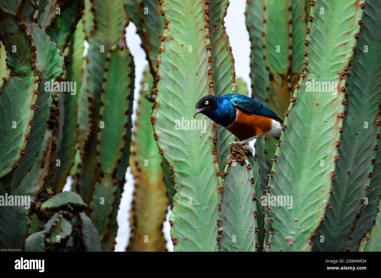 Part colorful hi-res stock photography and images - Alamy