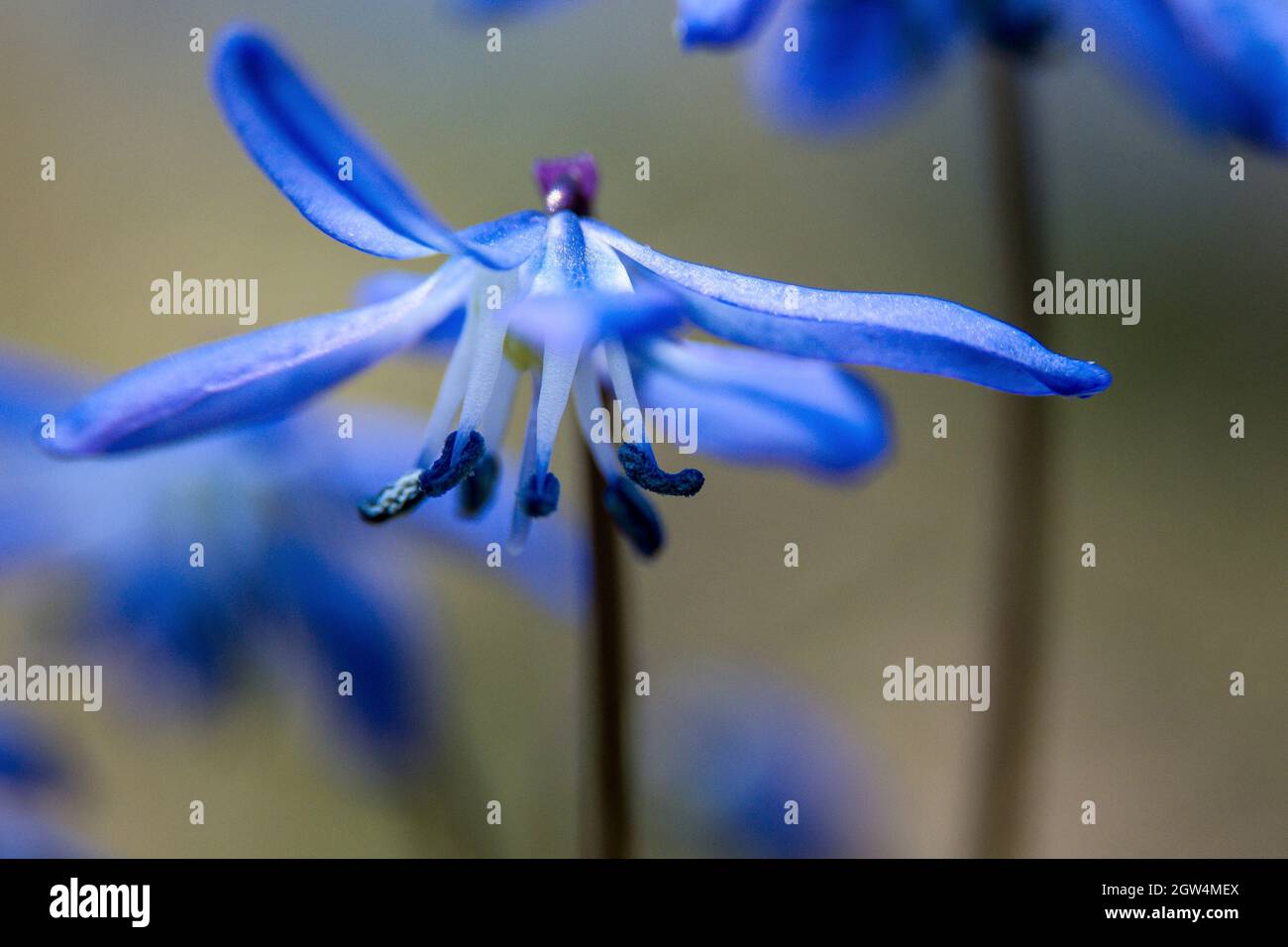 Blue snowdrop hi-res stock photography and images - Alamy