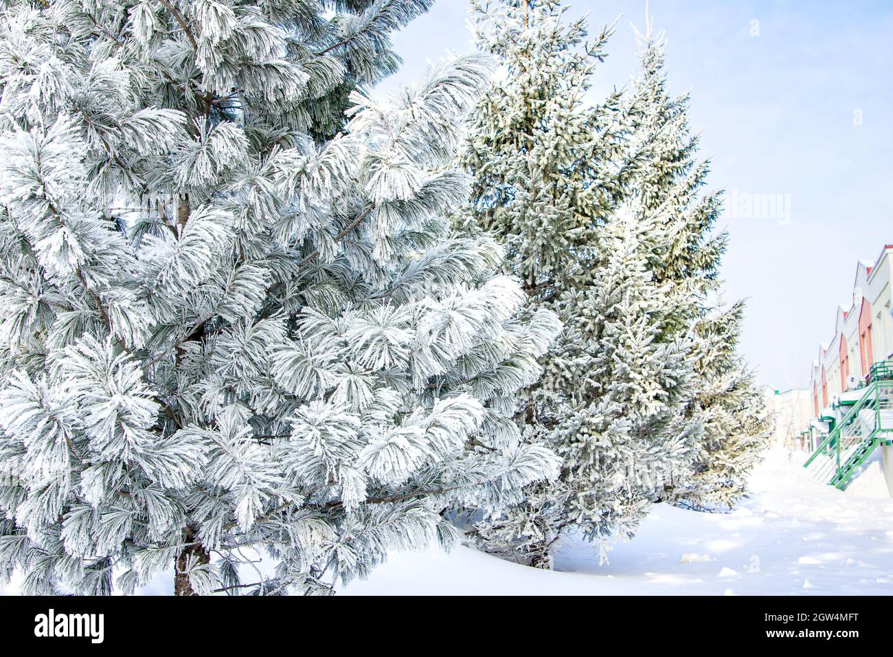 trees covered with frost after severe frosts, there is a lot of snow in ...