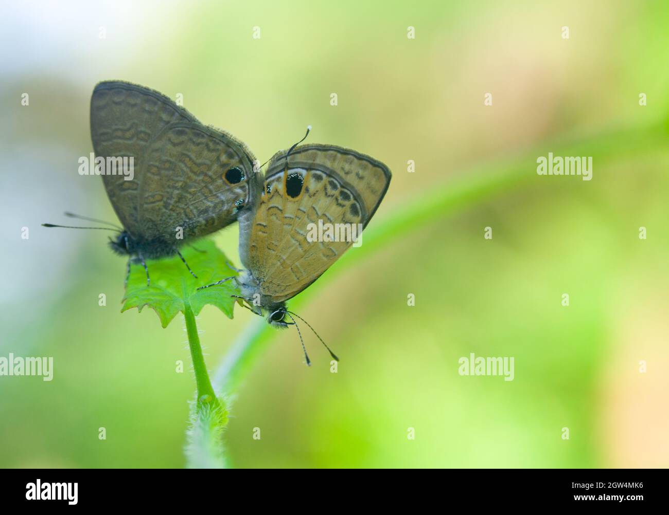 Butterfly slug hi-res stock photography and images - Alamy