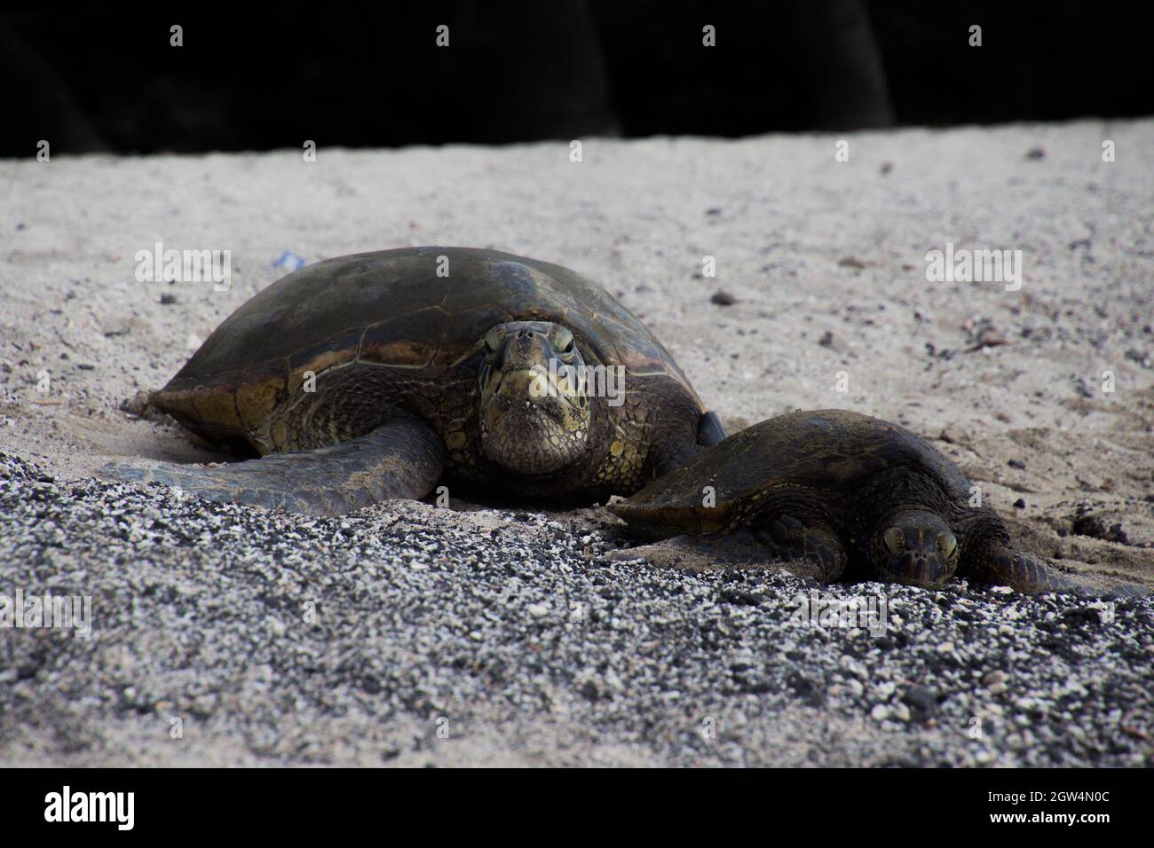 Hawaii kona beach turtle hi-res stock photography and images - Alamy
