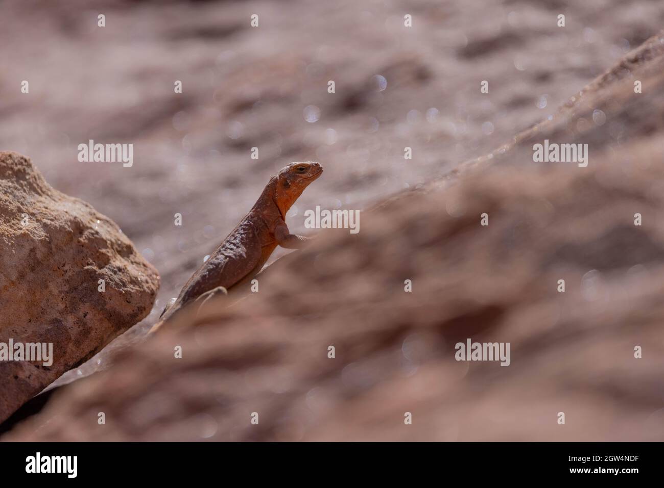 Common Chuckwalla, Marble canyon, Coconino county, Arizona, USA Stock ...