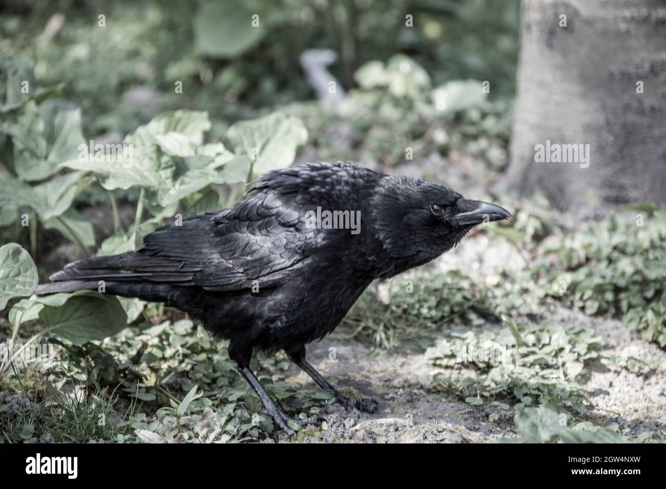 Quoth the raven hi-res stock photography and images - Alamy
