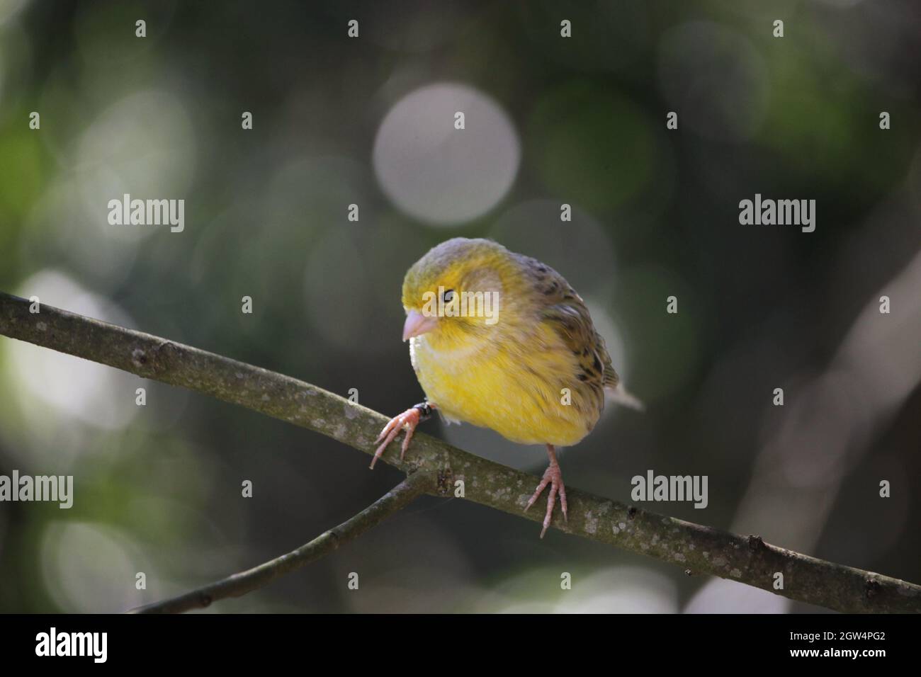 A Little Canary In A Tree Stock Photo - Alamy