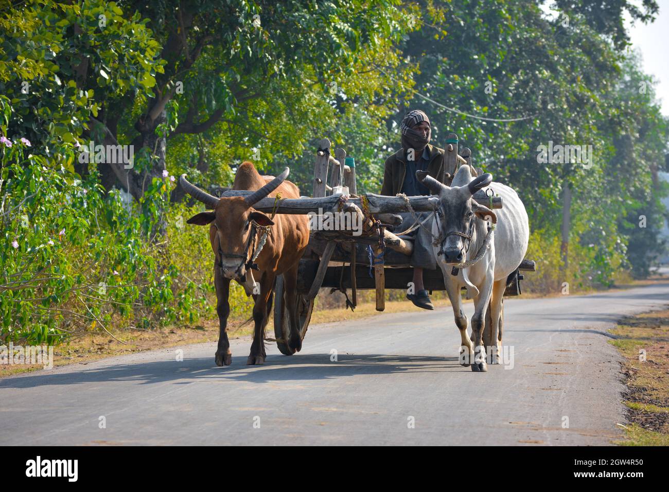 Bullock cart village hi-res stock photography and images - Alamy