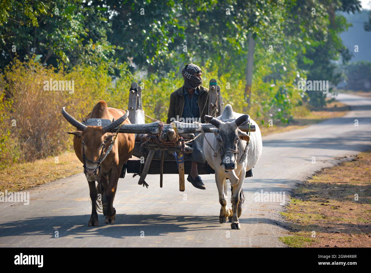Farmer bullock cart hi-res stock photography and images - Alamy