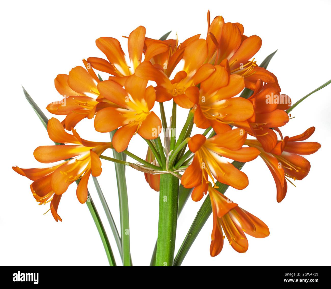 Clivia, large orange flower Indoor evergreen plant Stock Photo - Alamy