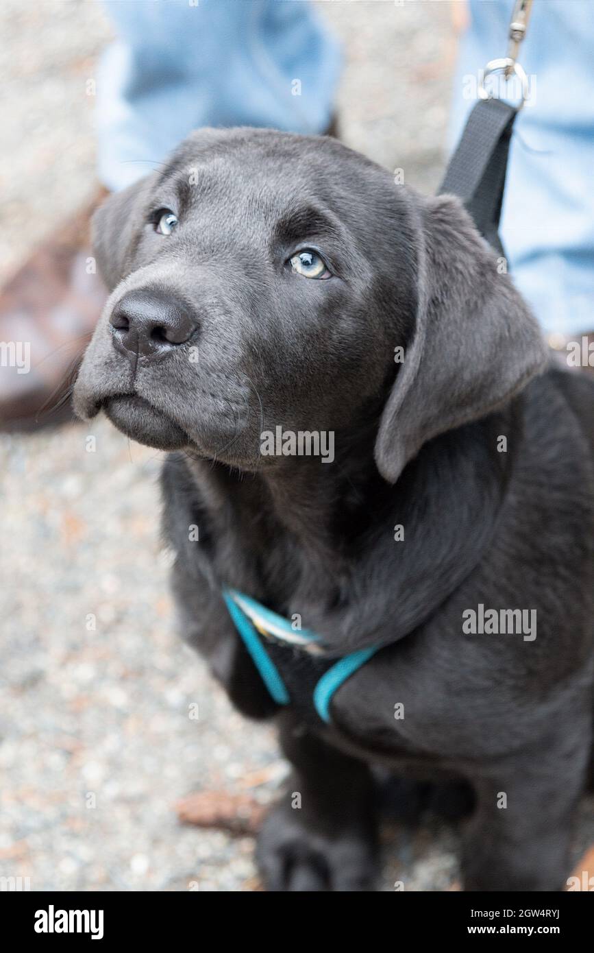 Silver labrador retriever hi-res stock photography and images - Alamy