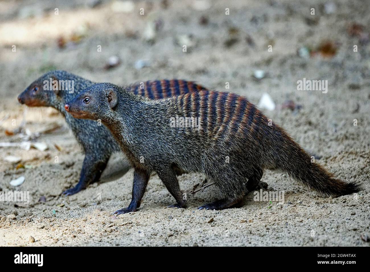Mongoose side on hi-res stock photography and images - Alamy