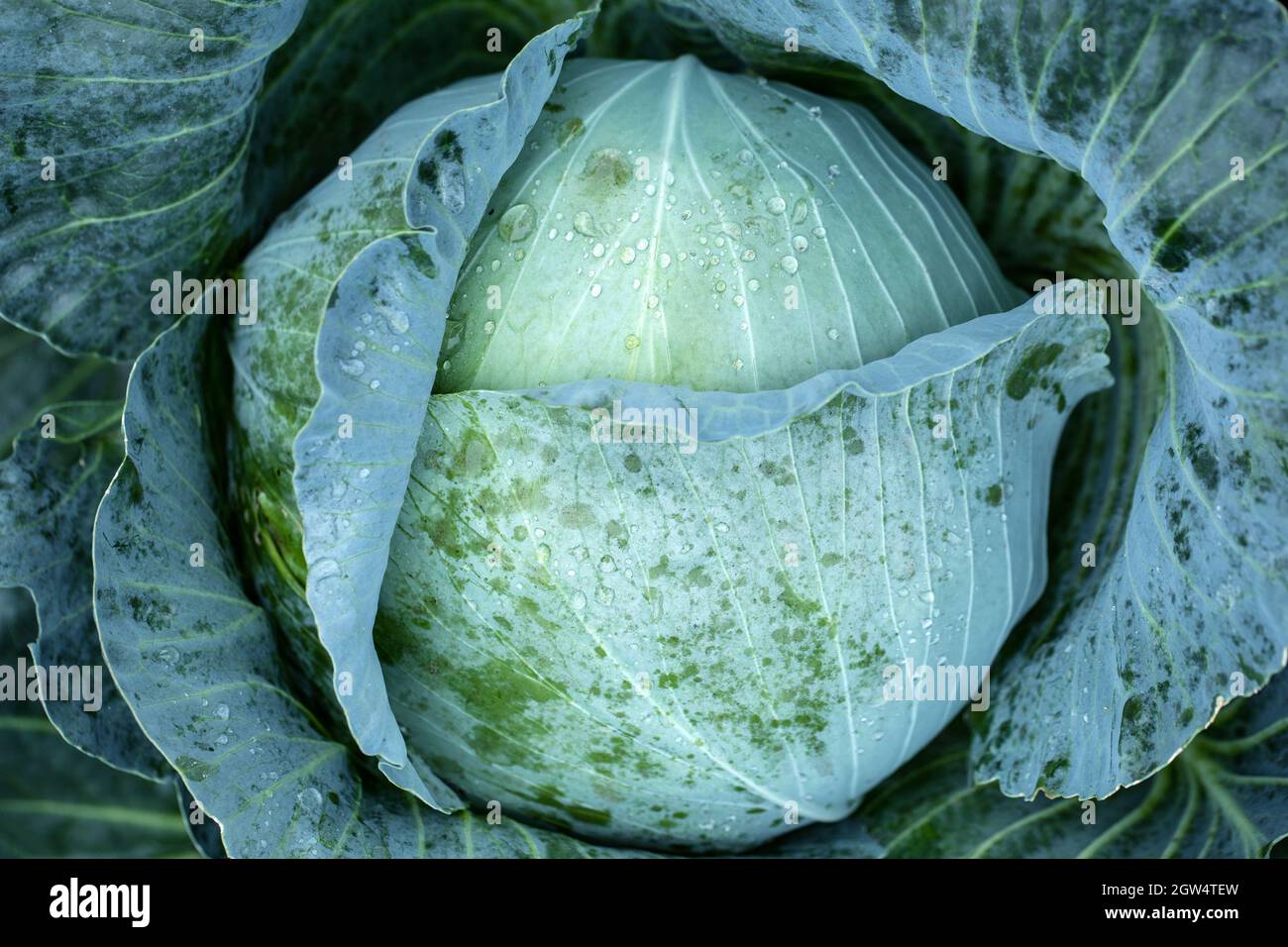 Cabbage, vegetarian food, natural green background. Young fresh cabbage ...