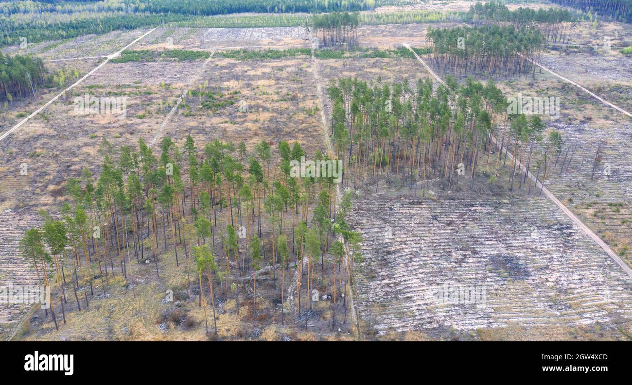Large areas of dead trees hi-res stock photography and images - Alamy