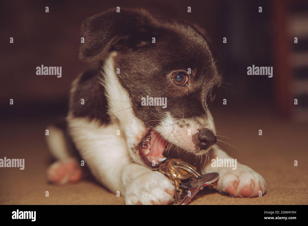 Dog keys mouth hi-res stock photography and images - Alamy