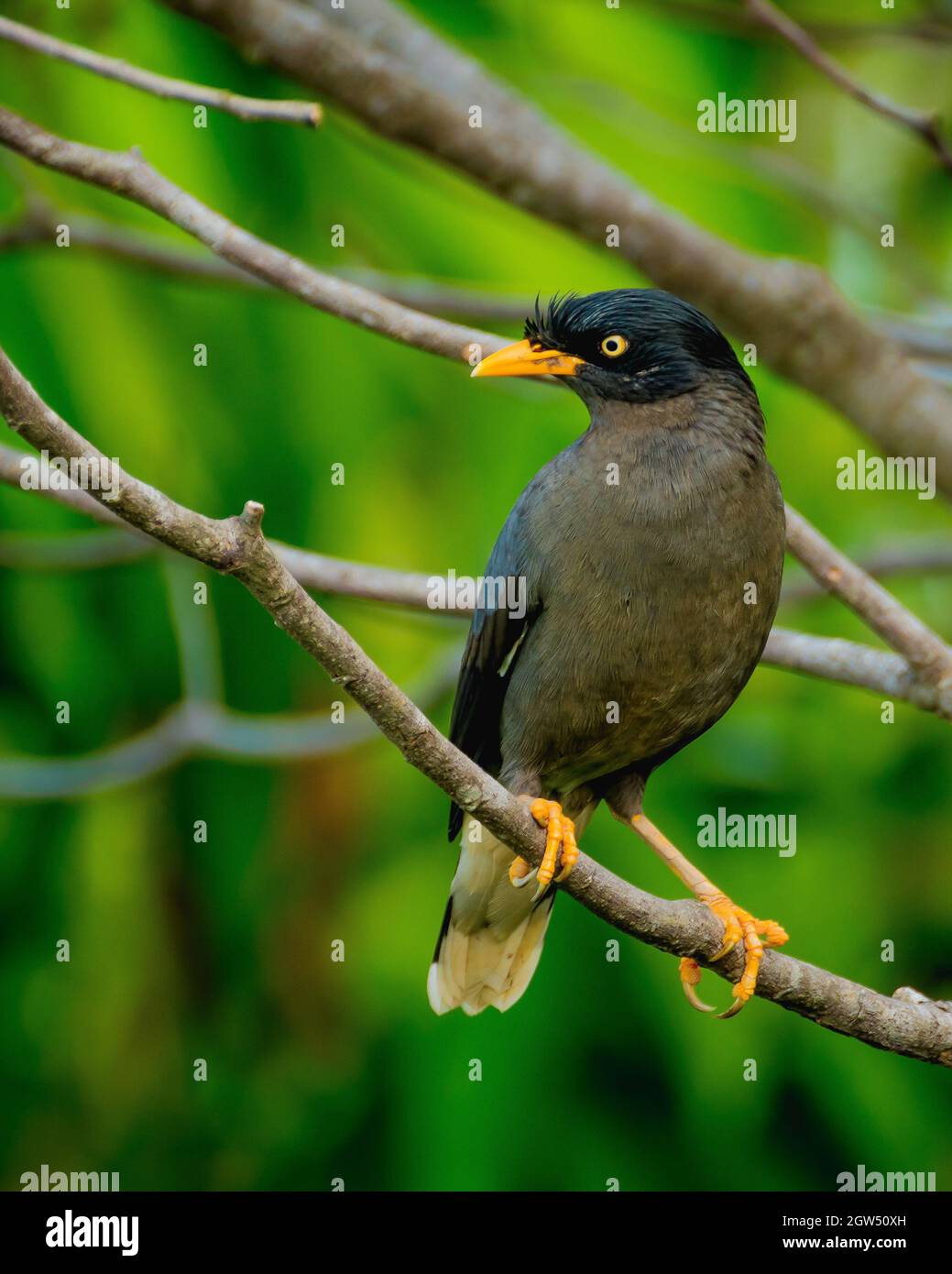 Javan myna hi-res stock photography and images - Alamy