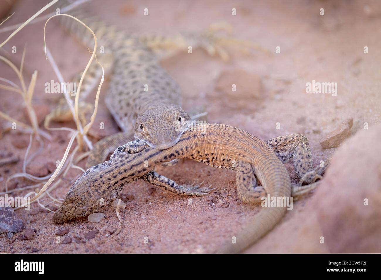 Plateau tiger whiptail lizard hi-res stock photography and images - Alamy