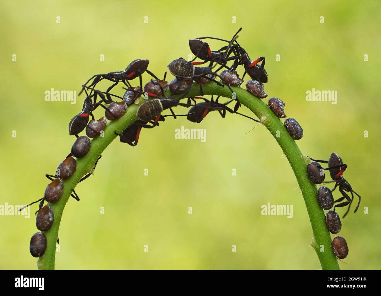 Big beetles hi-res stock photography and images - Alamy