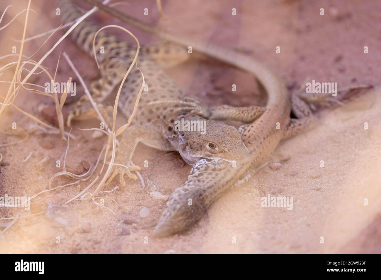 Long-nosed Leopard Lizard eating a Plateau Tiger Whiptail, Marble Canon ...