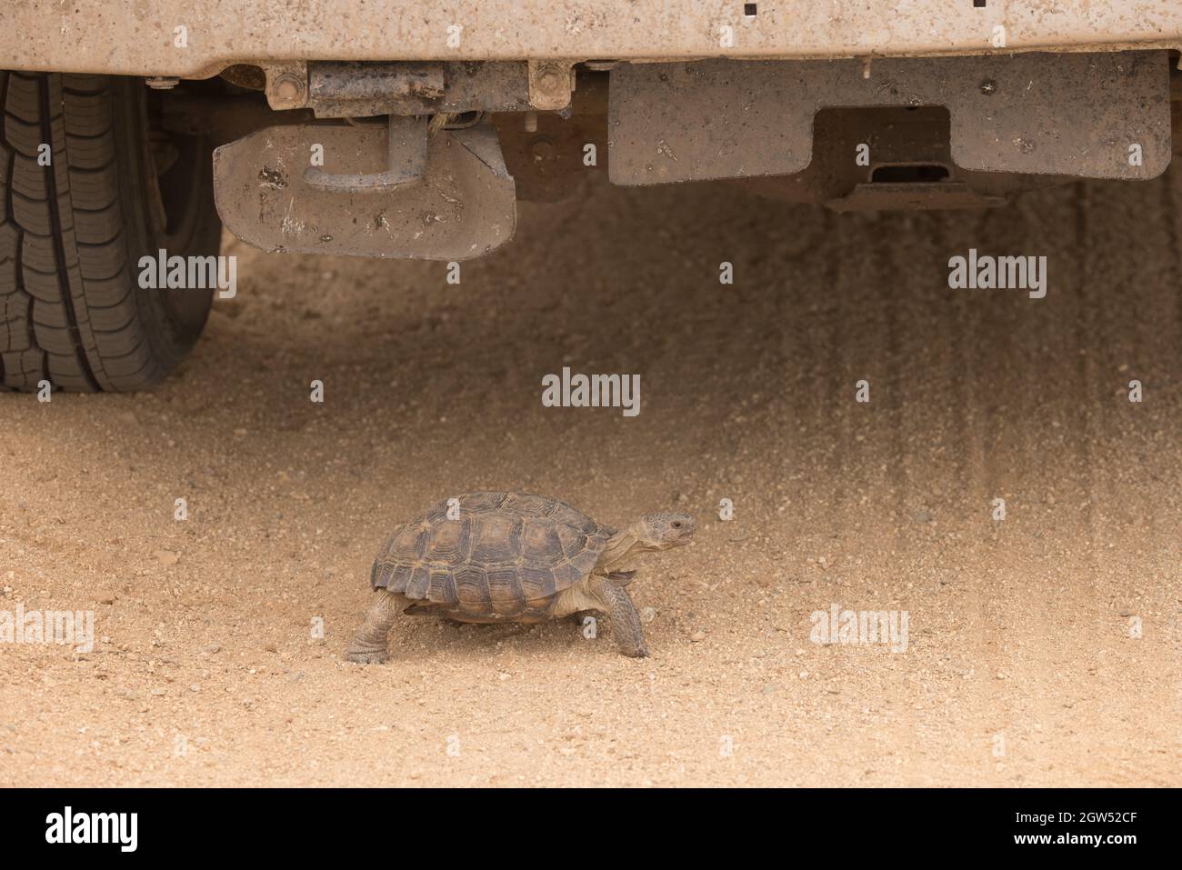 Wildlife crossing road hi-res stock photography and images - Alamy