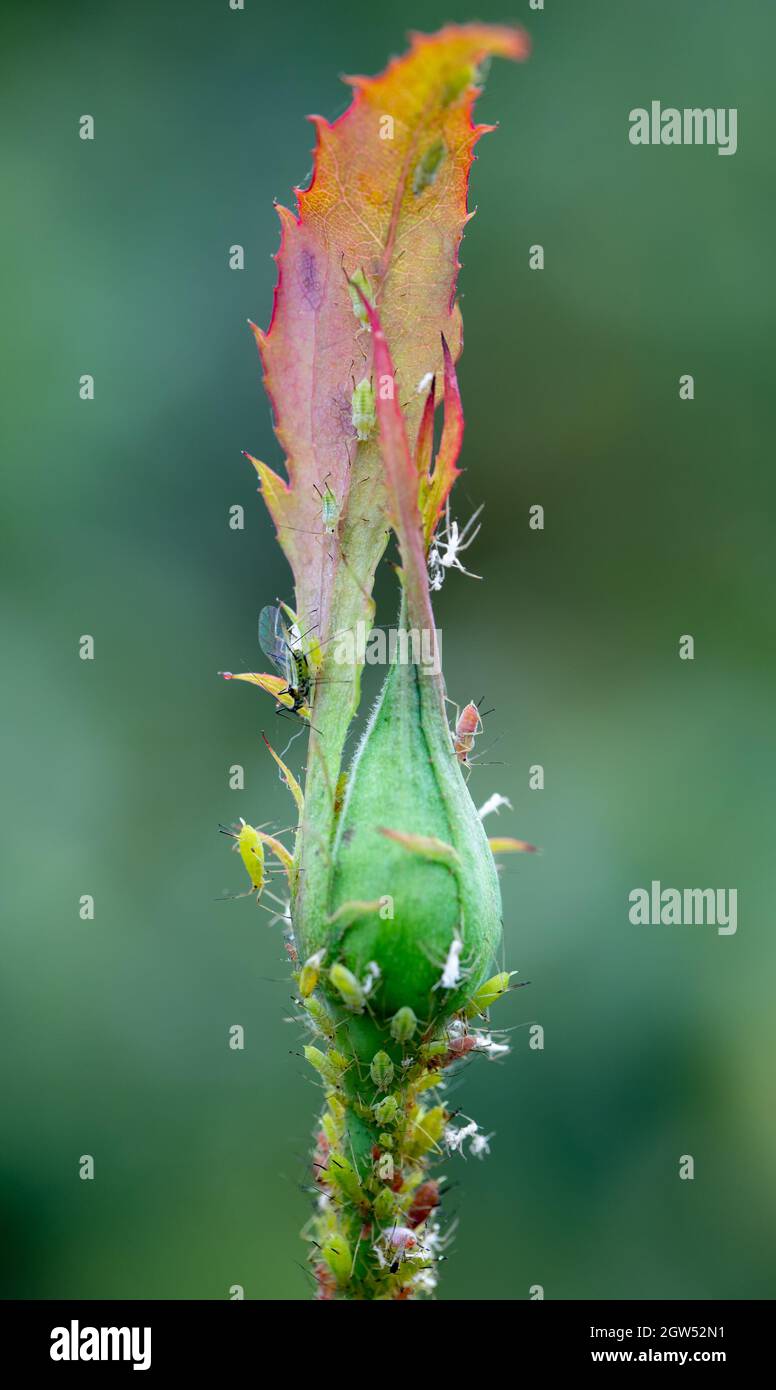 Colorful aphids on roses, pests damage the plant and spread diseases ...