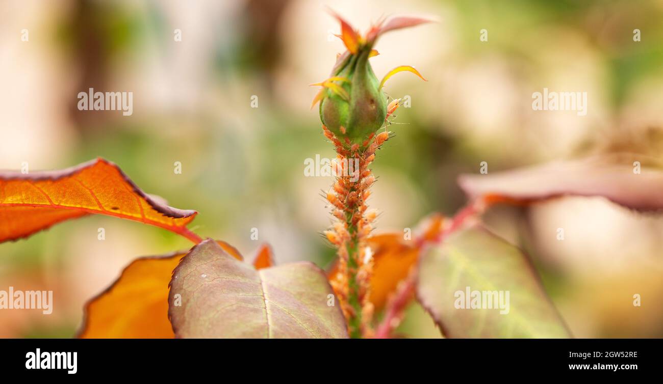 Colorful aphids on roses, pests damage the plant and spread diseases ...