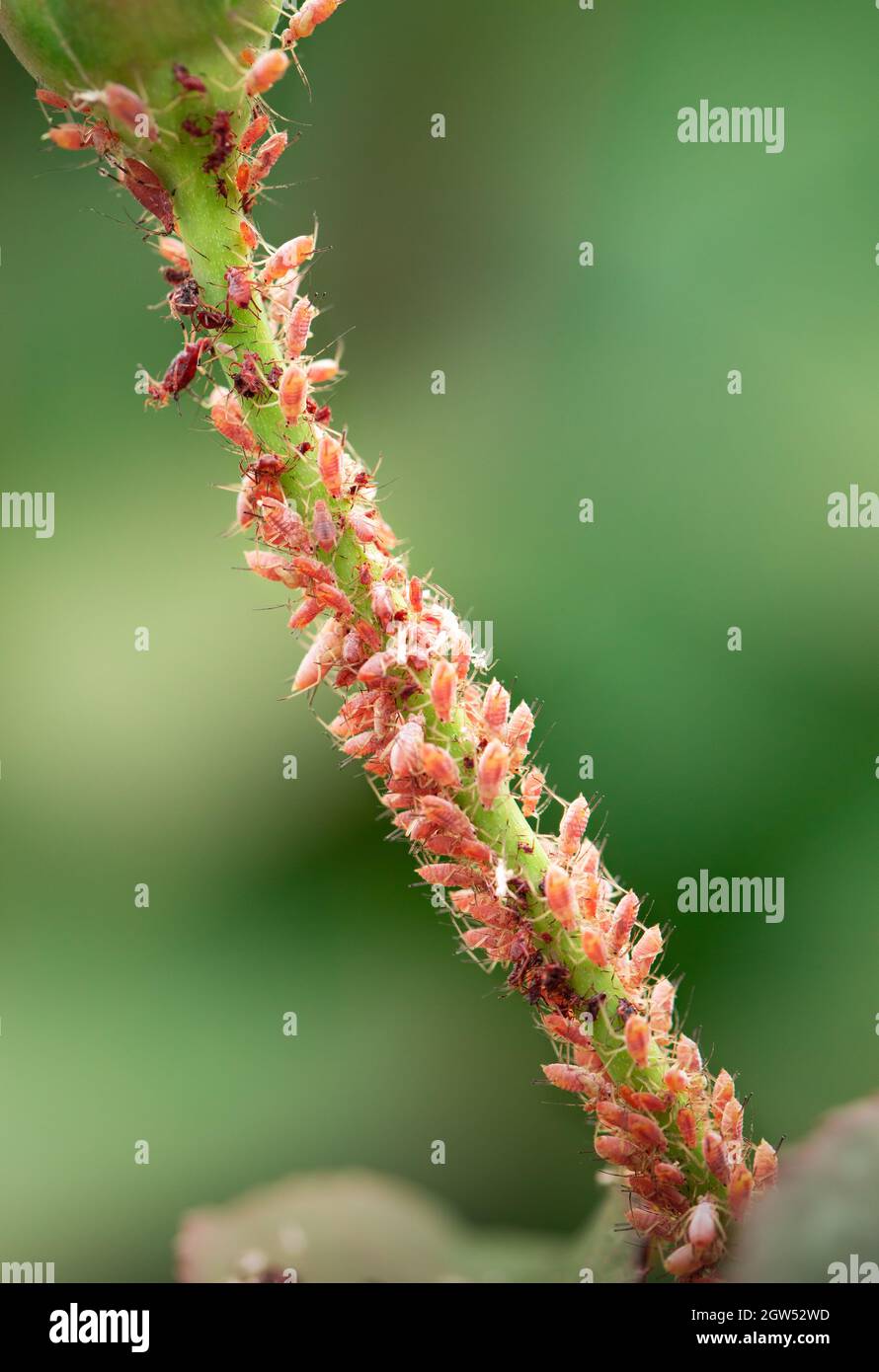 Colorful aphids on roses, pests damage the plant and spread diseases ...