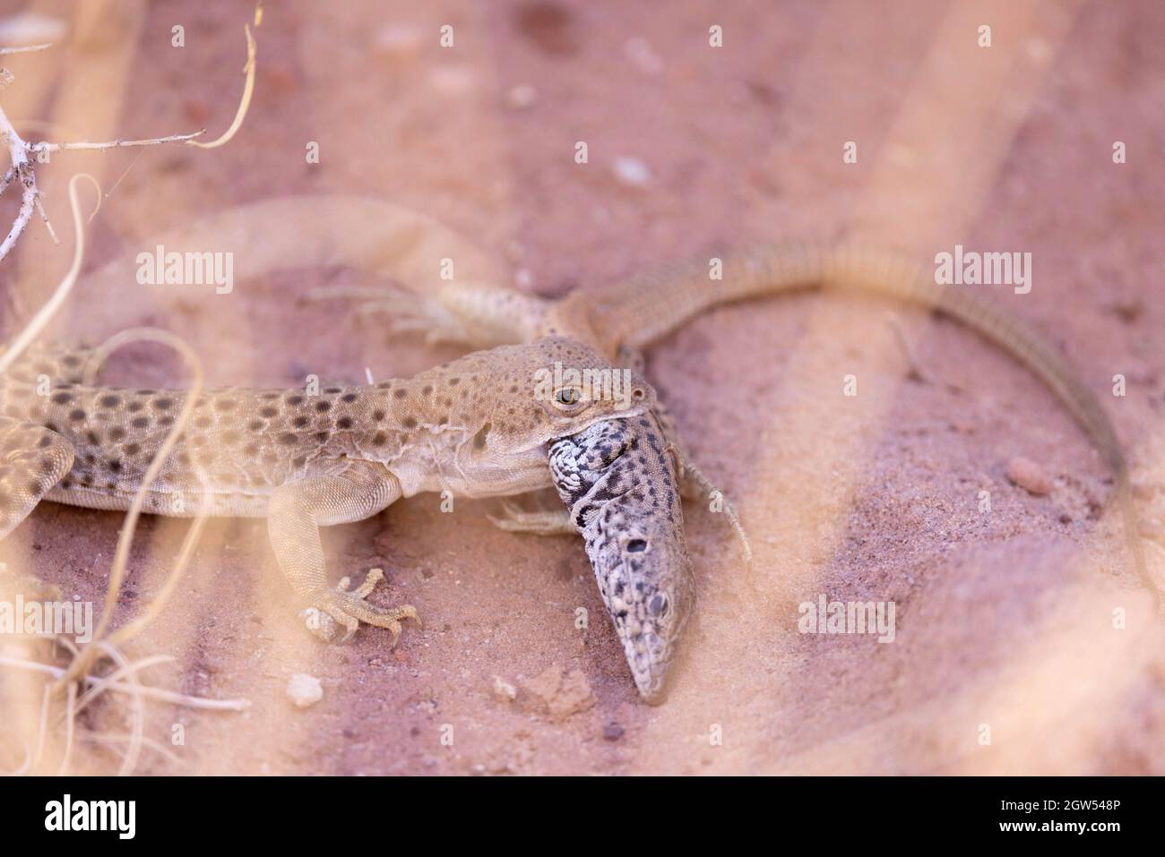Long-nosed Leopard Lizard eating a Plateau Tiger Whiptail, Marble Canon ...
