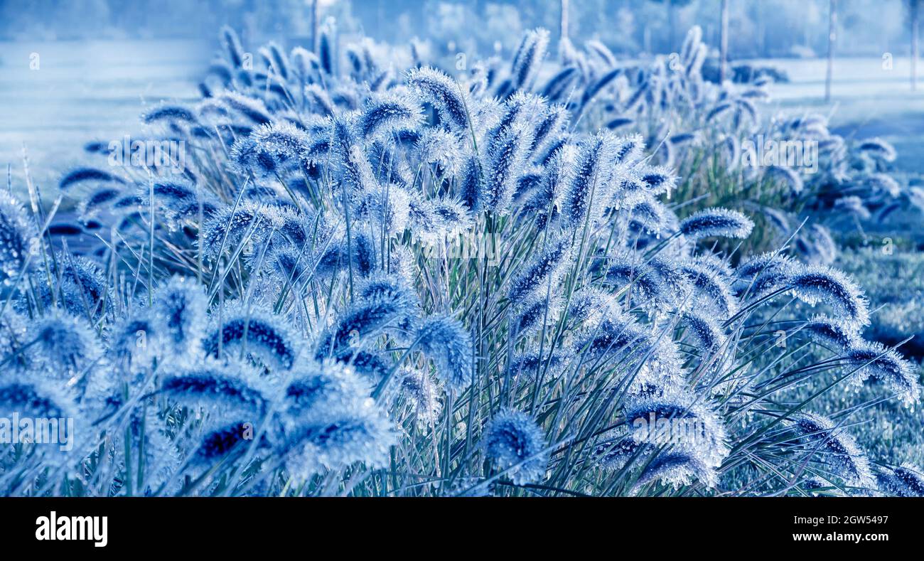Ice covered plant. Rain and frost, accumulation of ice on plants and ...