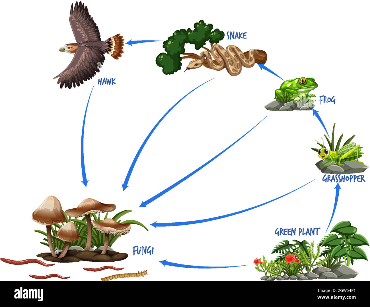 Classifying Plants And Animals