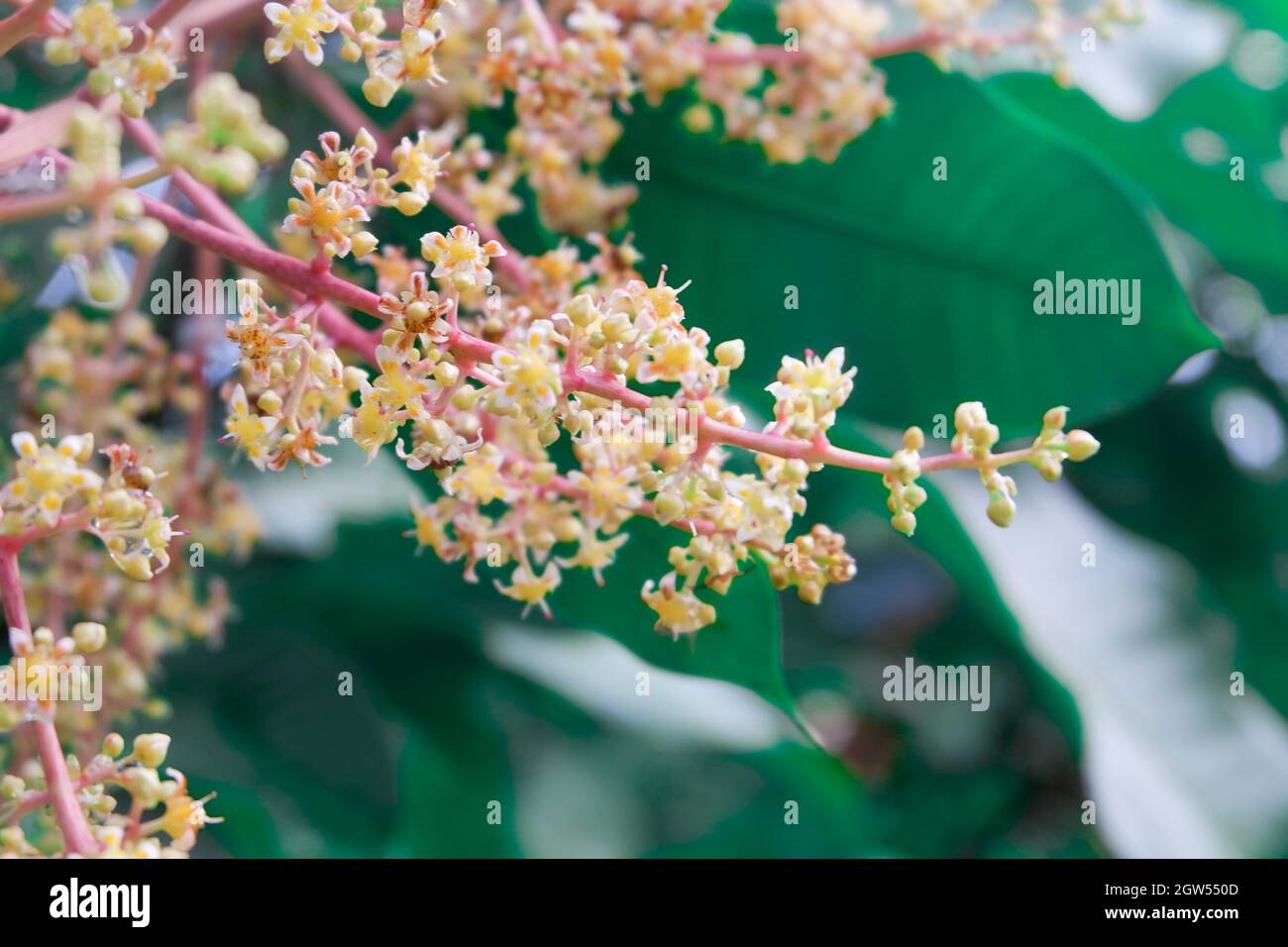 Inflorescence mango flowers hi-res stock photography and images - Alamy