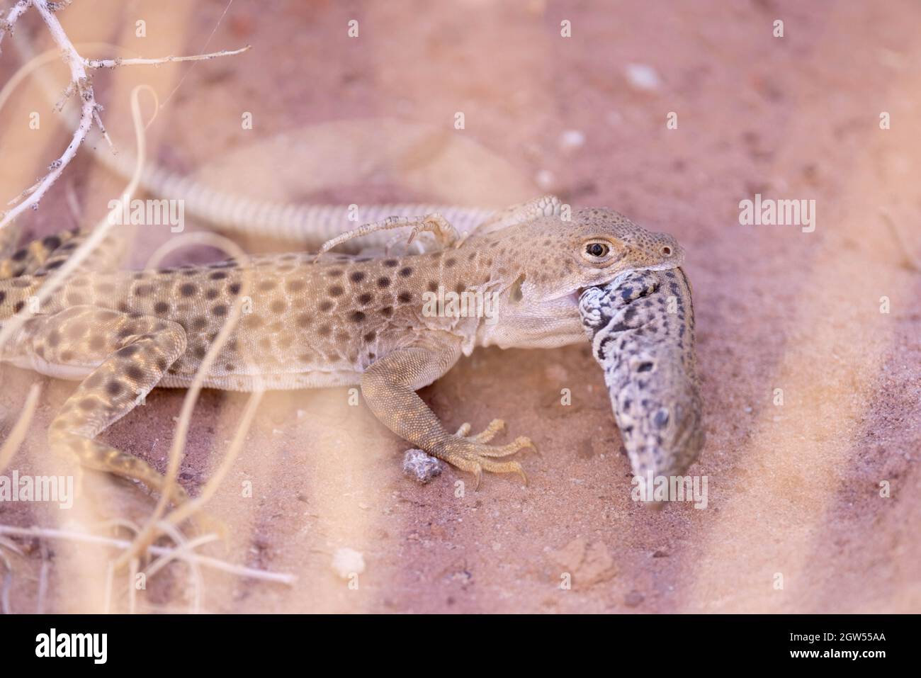 Long-nosed Leopard Lizard eating a Plateau Tiger Whiptail, Marble Canon ...
