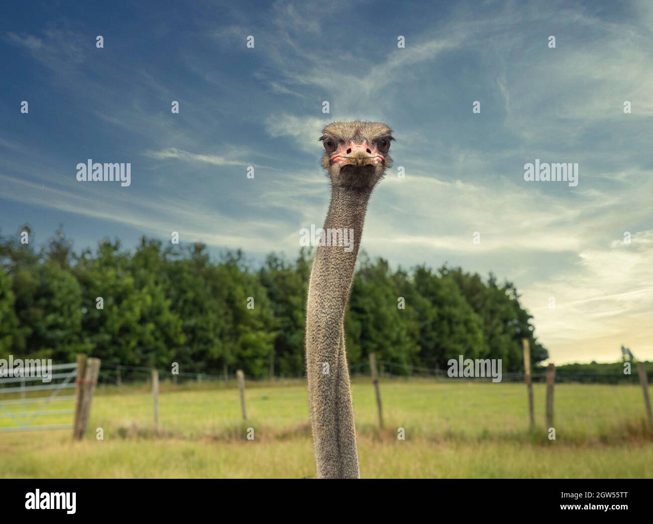 Angry looking bird hi-res stock photography and images - Alamy