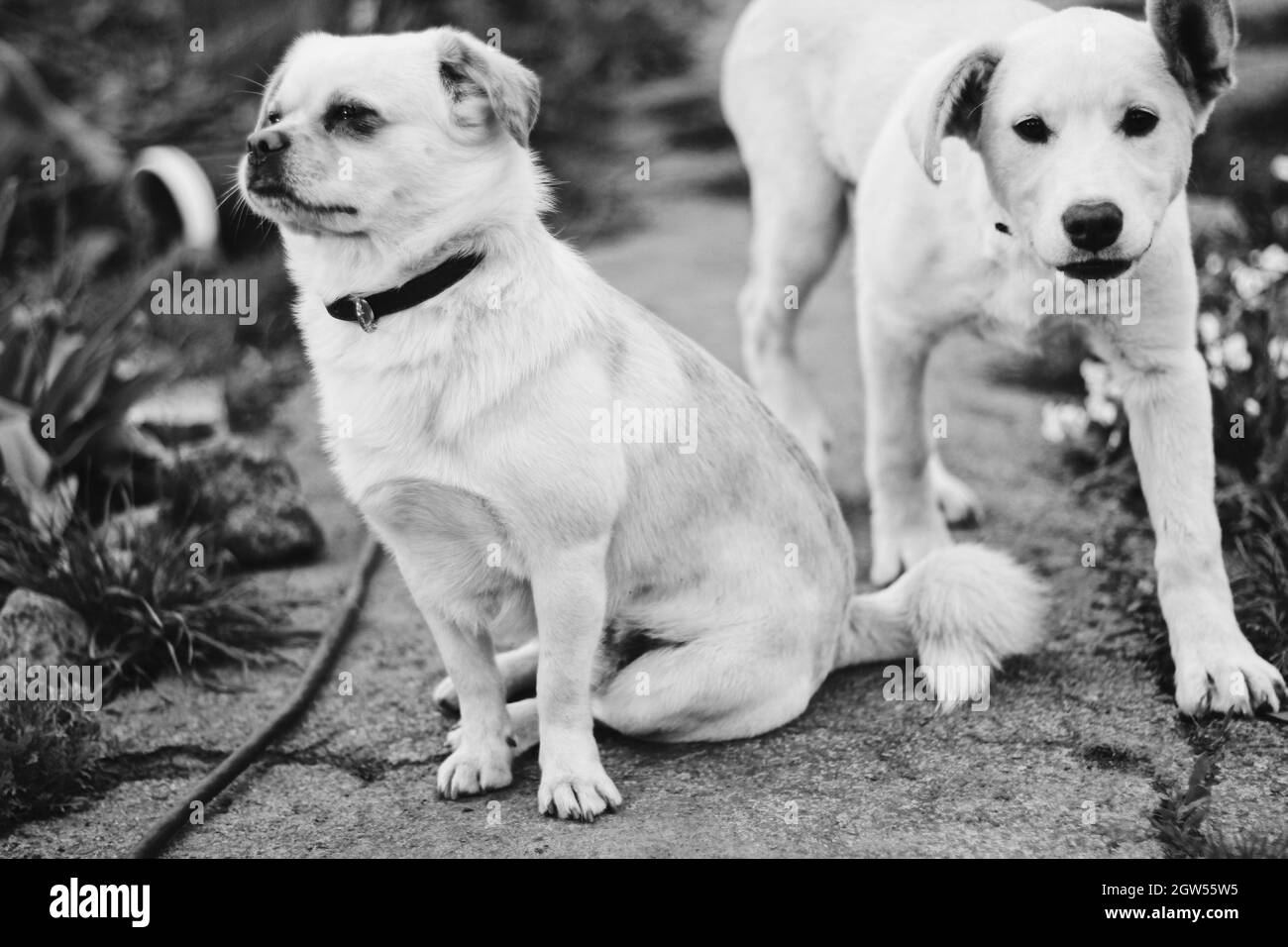 Two dogs nose nose hi-res stock photography and images - Alamy