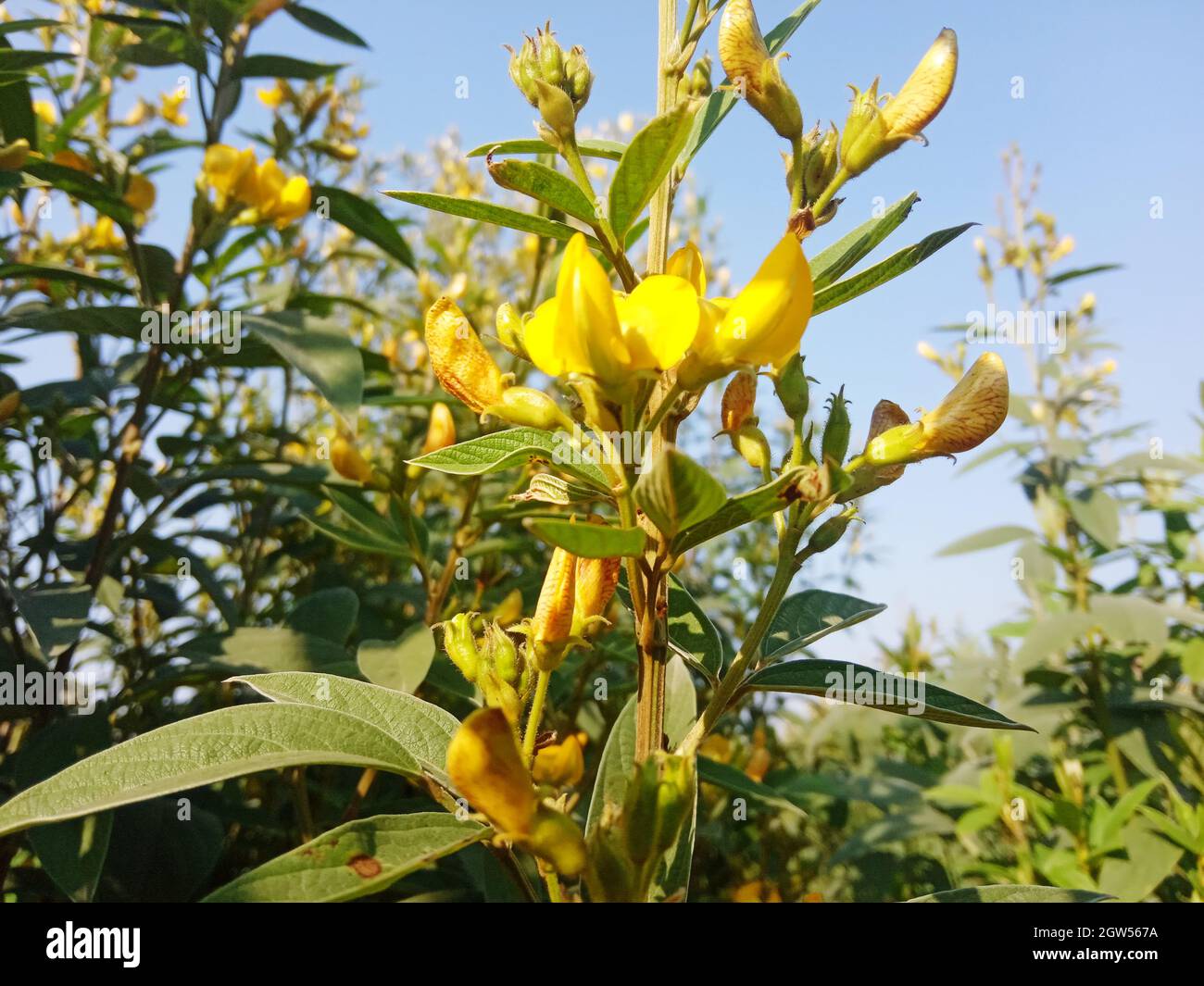 Gunga pea hi-res stock photography and images - Alamy