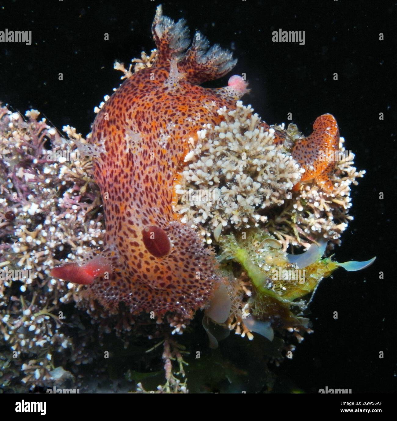 Swimming slug hi-res stock photography and images - Alamy