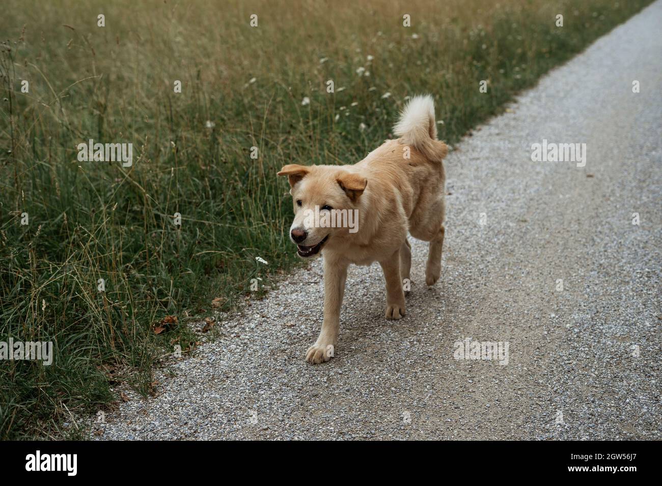 Dog Walking On Road Stock Photo - Alamy