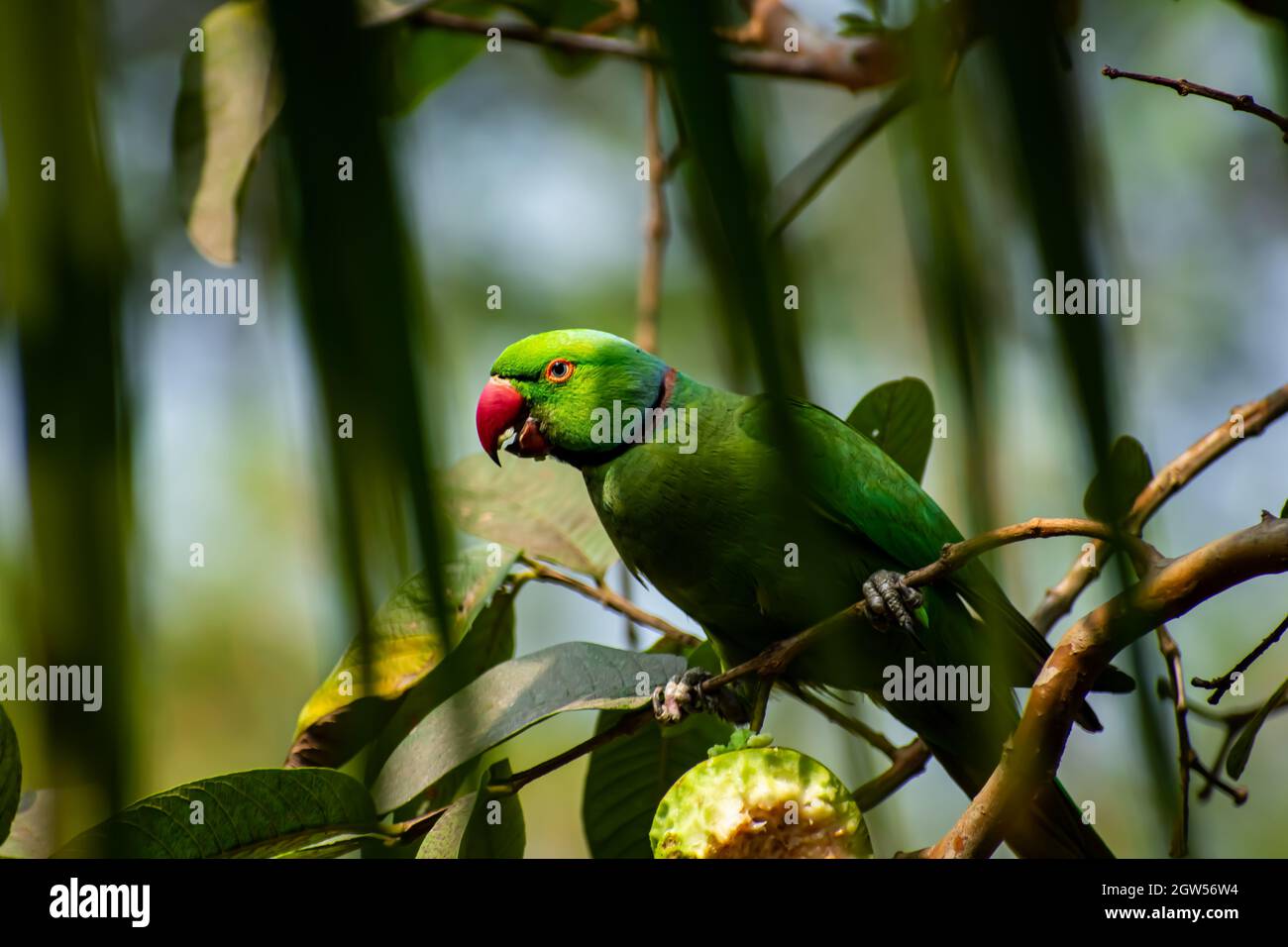 The Rose-ringed Parakeet, Is A Medium-sized Parrot In The Genus ...