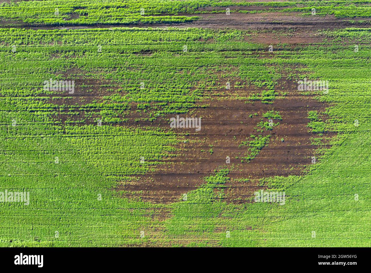 Damaged crops in the field. due to poor breed conditions, or poor soil ...