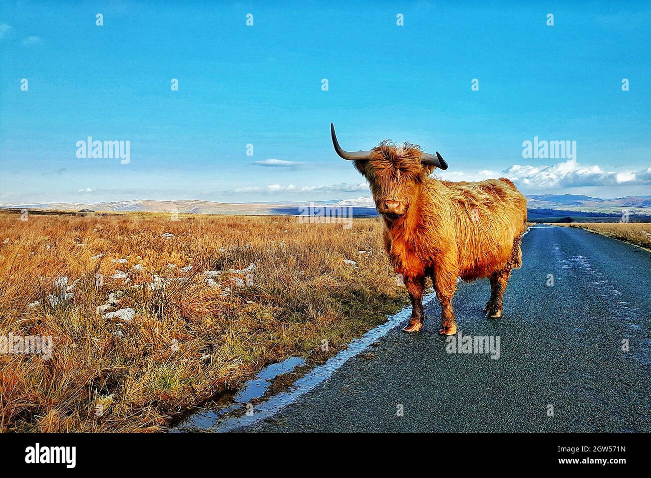 Hellifield cow hi-res stock photography and images - Alamy