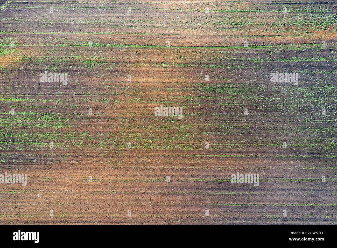 Damaged crops in the field. due to poor breed conditions, or poor soil ...