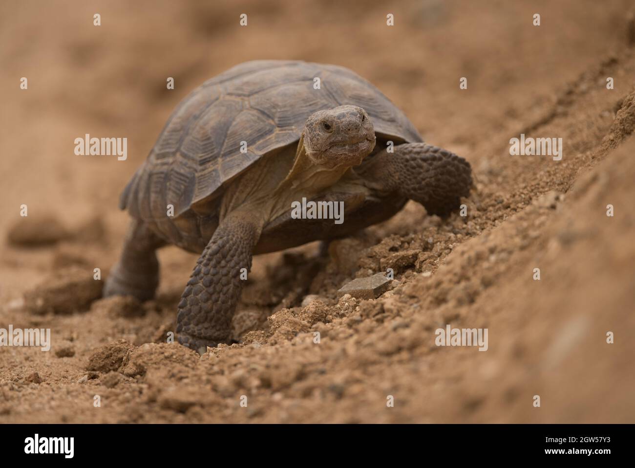 Desert Tortoise, Gopherus agassizii, Sonoran desert, Arizona Stock ...